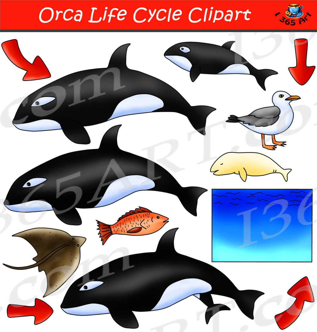 Orca Life Cycle Clipart Set Download - Killer Whale - Clipart 4 School