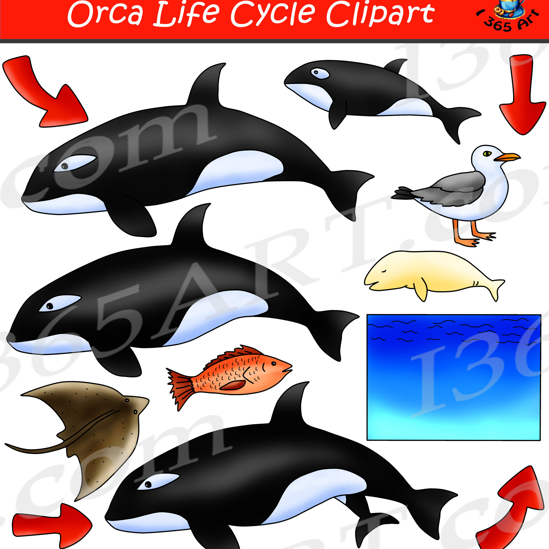 killer whales Archives - Clipart 4 School