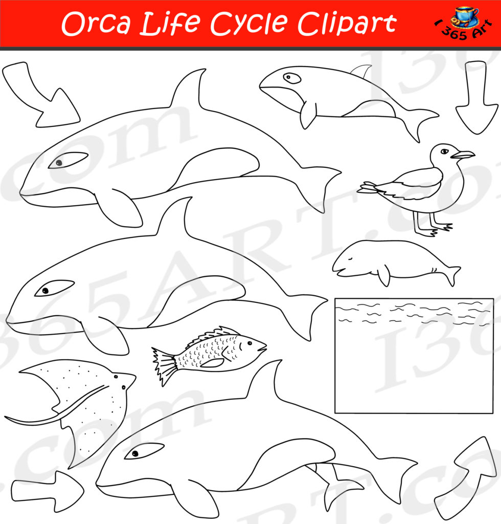 Orca Life Cycle Clipart Set Download - Killer Whale - Clipart 4 School