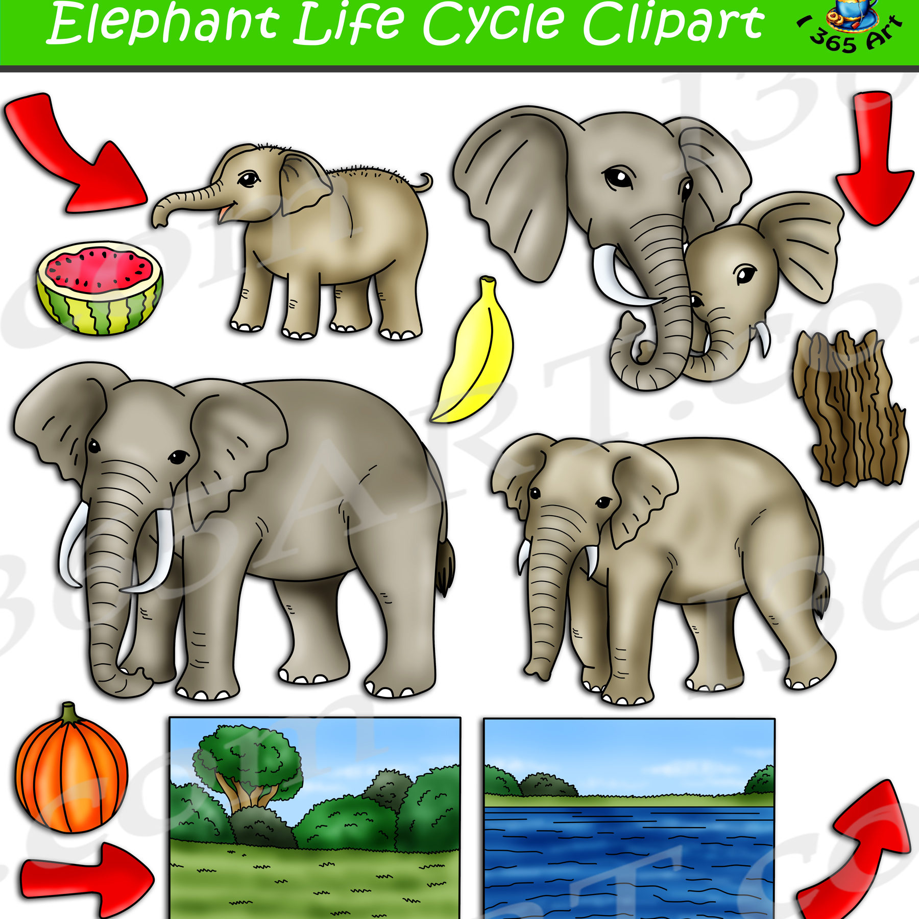 Elephant life cycle Archives - Clipart 4 School