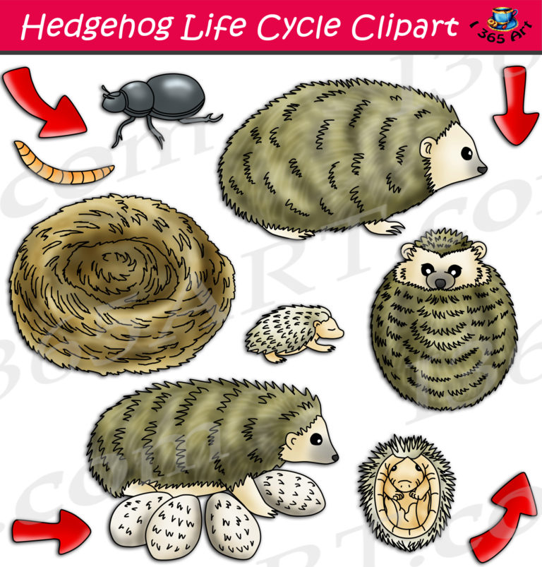 Hedgehog Life Cycle Clipart Set Download - Clipart 4 School