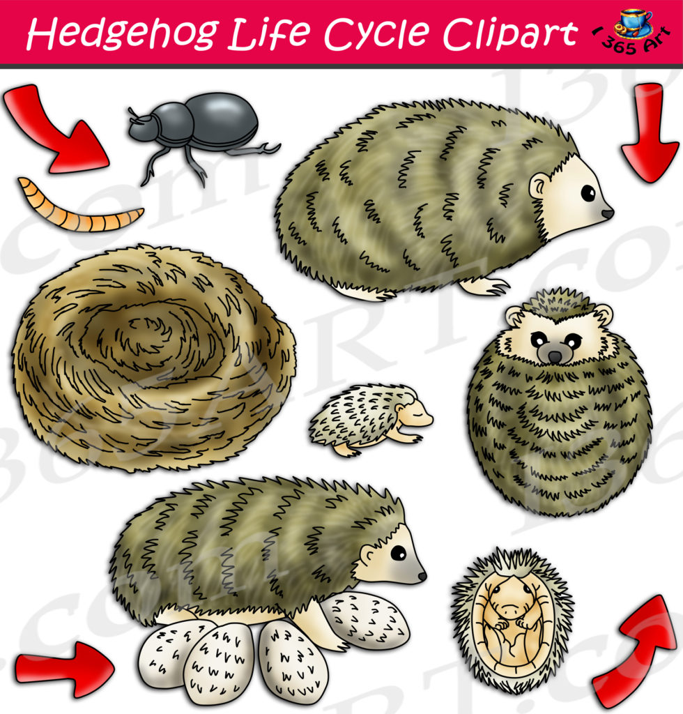 Hedgehog Life Cycle Clipart Set Download - Clipart 4 School