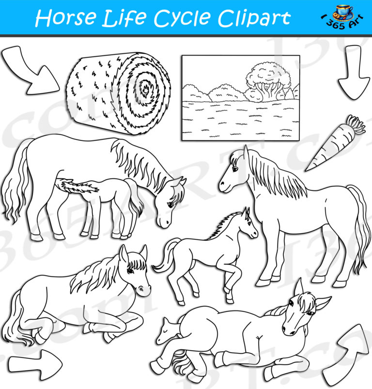 Horse Life Cycle Clipart Set Download - Clipart 4 School