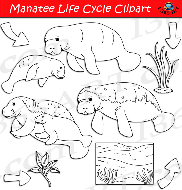 Manatee Life Cycle Clipart Set Download - Clipart 4 School