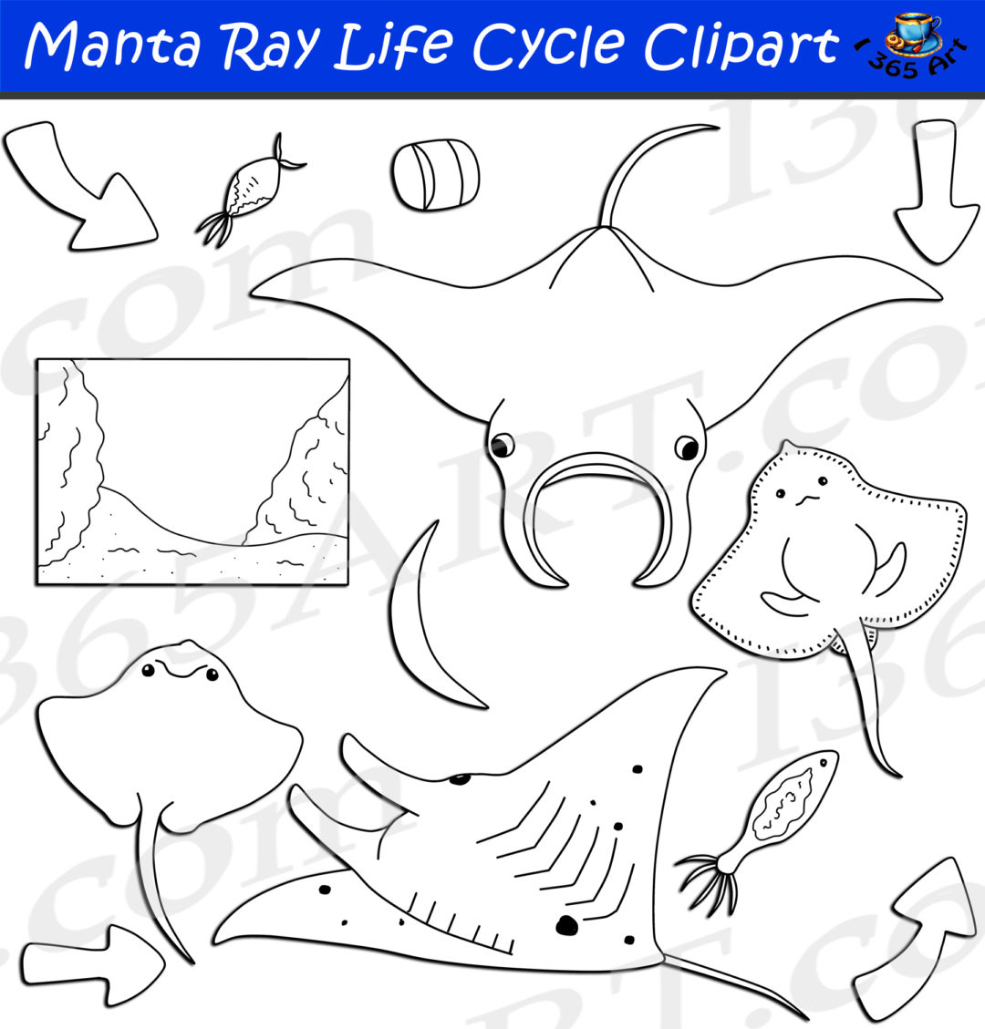 Manta Ray Life Cycle Clipart Set Download - Clipart 4 School