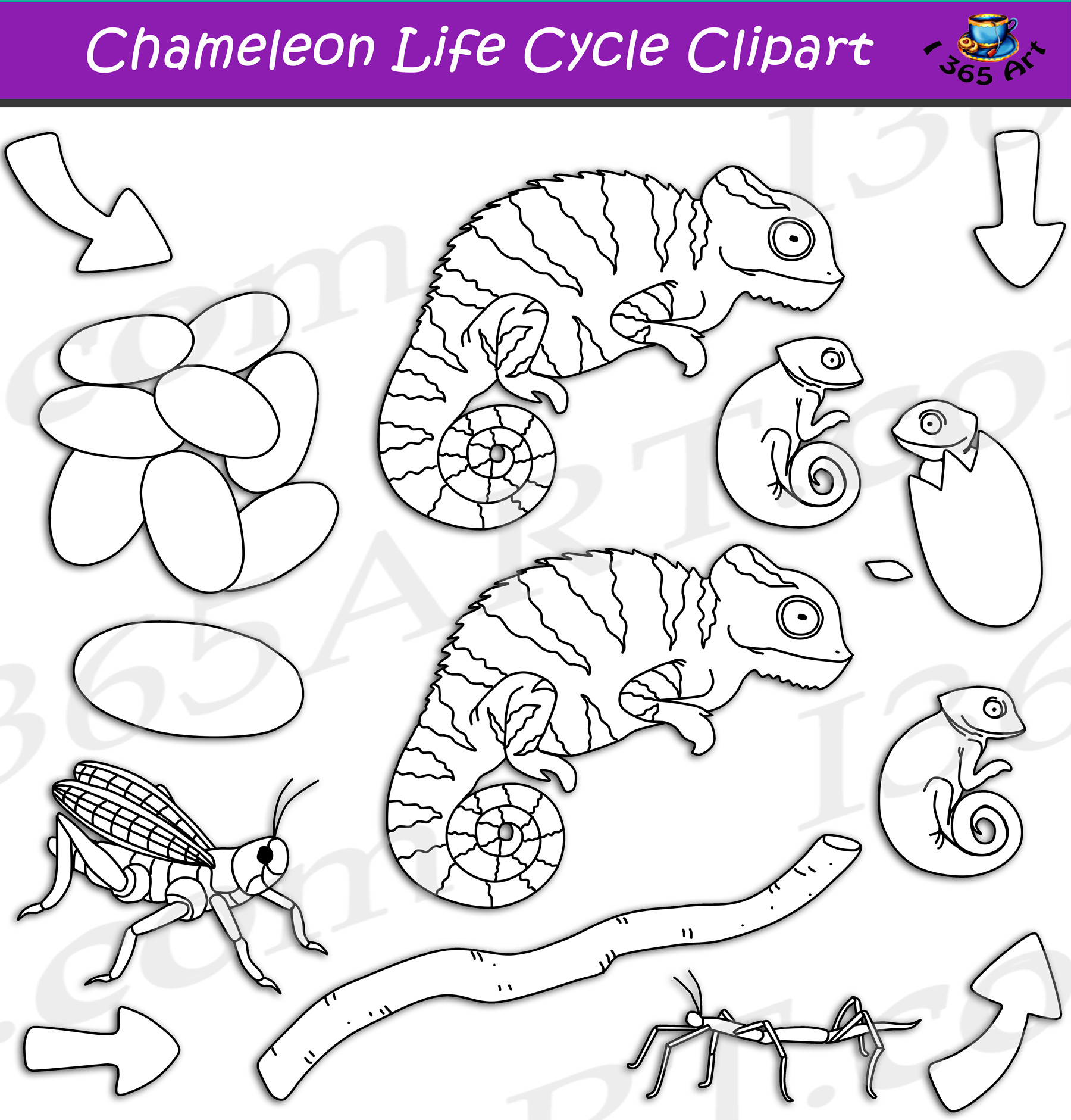 Chameleon Life Cycle Clipart Set Download - Clipart 4 School