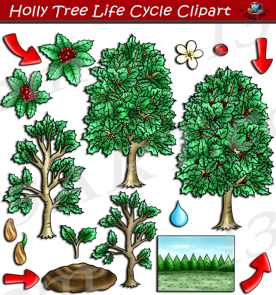 Holly Tree Life Cycle Clipart Set Download - Clipart 4 School