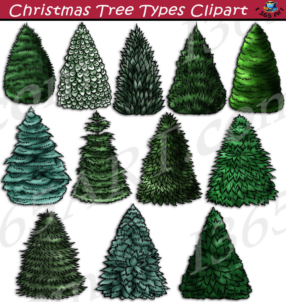 Christmas Tree Types Clipart - Fir Trees Download - Clipart 4 School