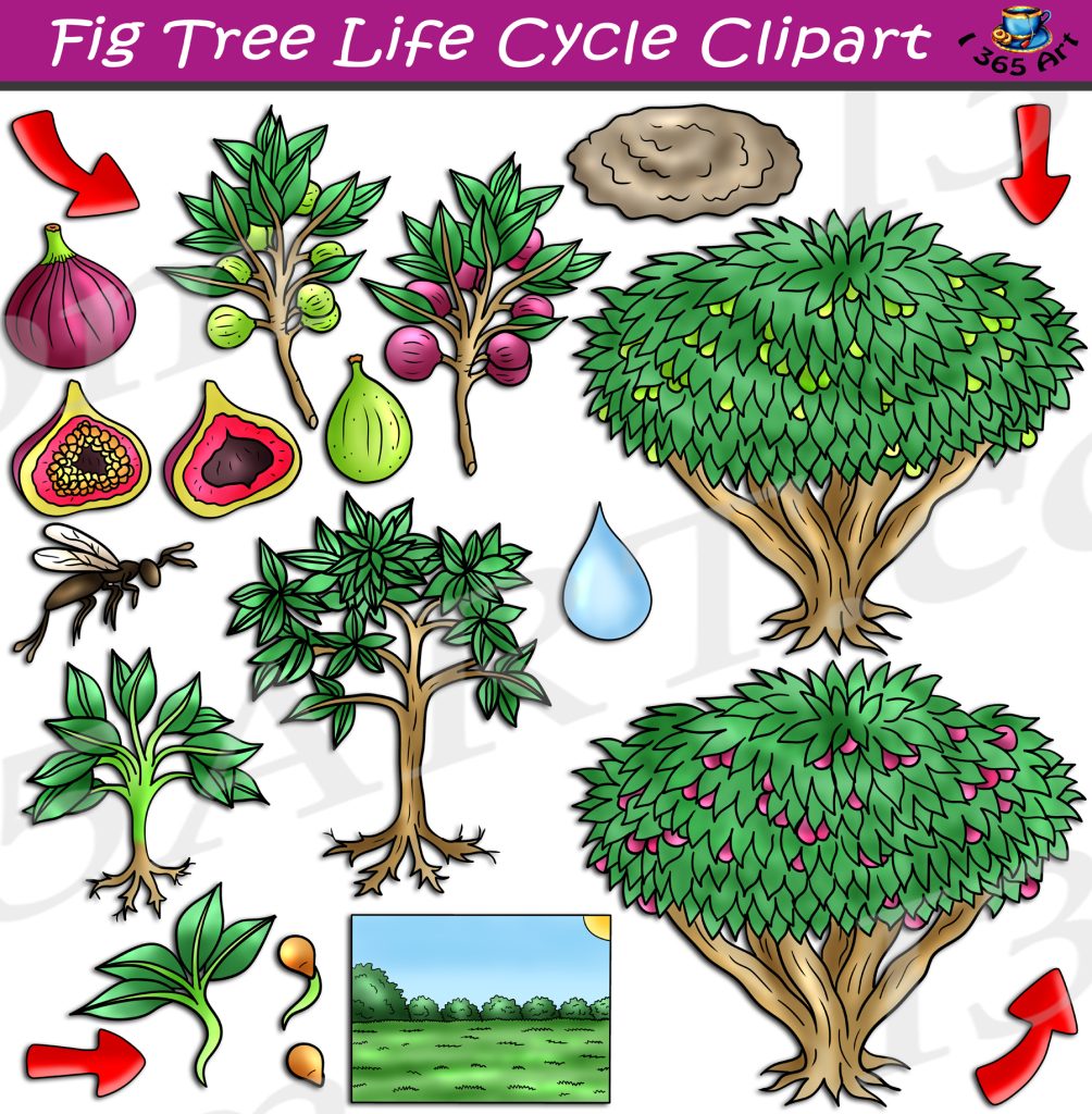 Fig Tree Life Cycle Clipart Set Download - Clipart 4 School