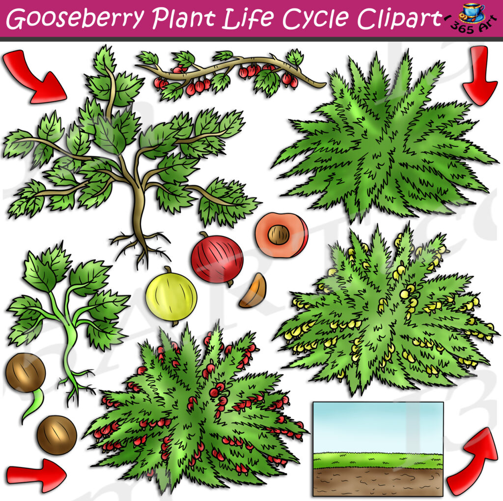 Gooseberry Plant Life Cycle Clipart Set Download - Clipart 4 School