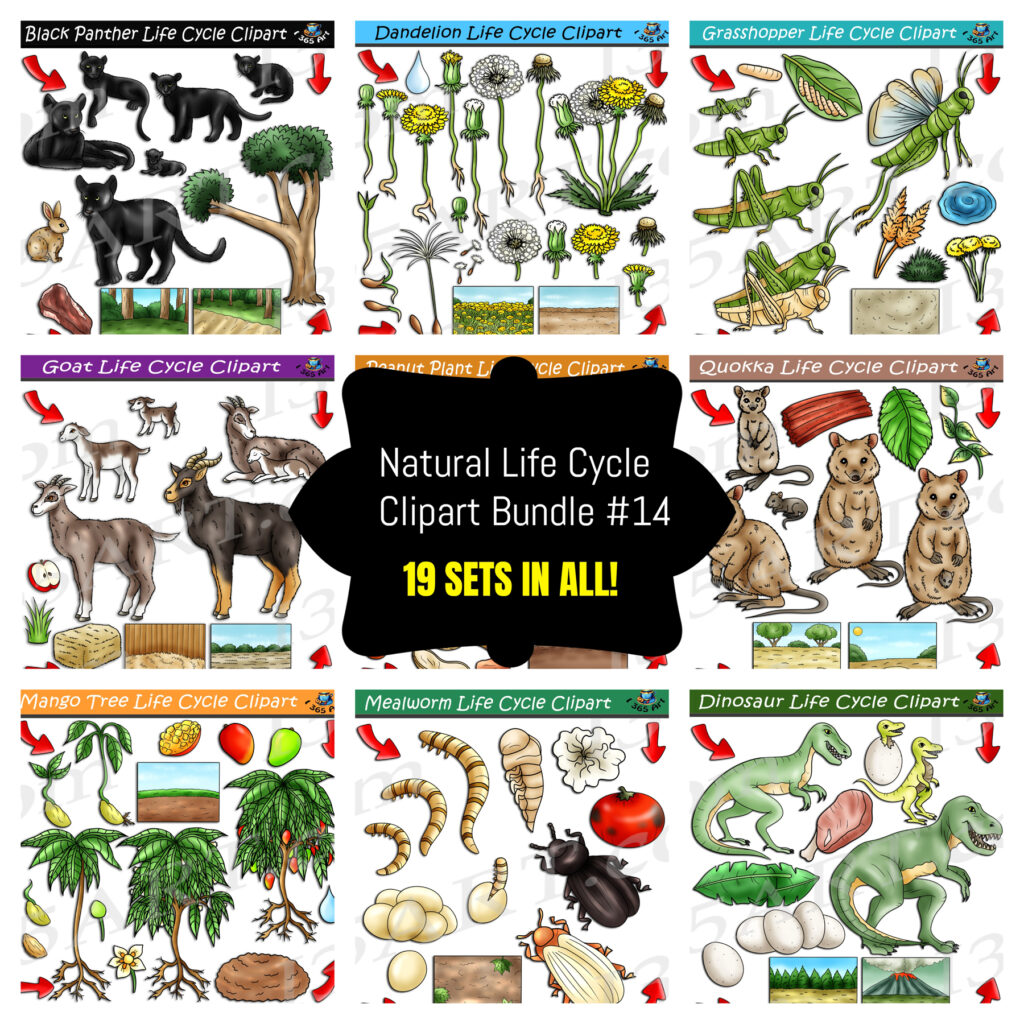Life Cycle Clipart Mega Bundle #14 - 19 Sets In All - Clipart 4 School