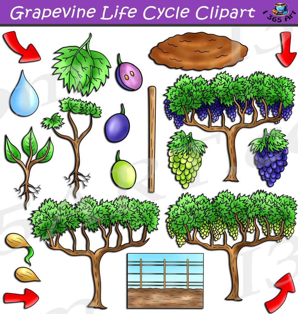 Grapevine Life Cycle Clipart Set Download - Clipart 4 School