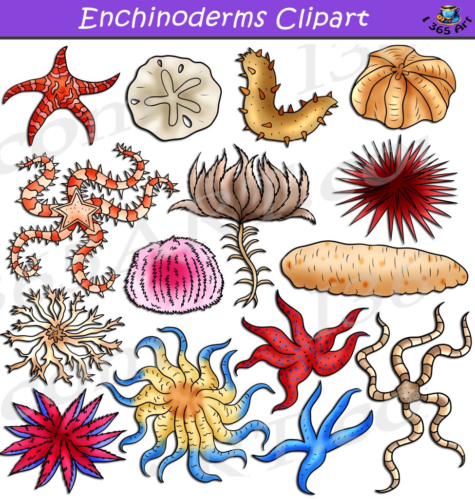 Echinoderms Clipart Set Download - Clipart 4 School