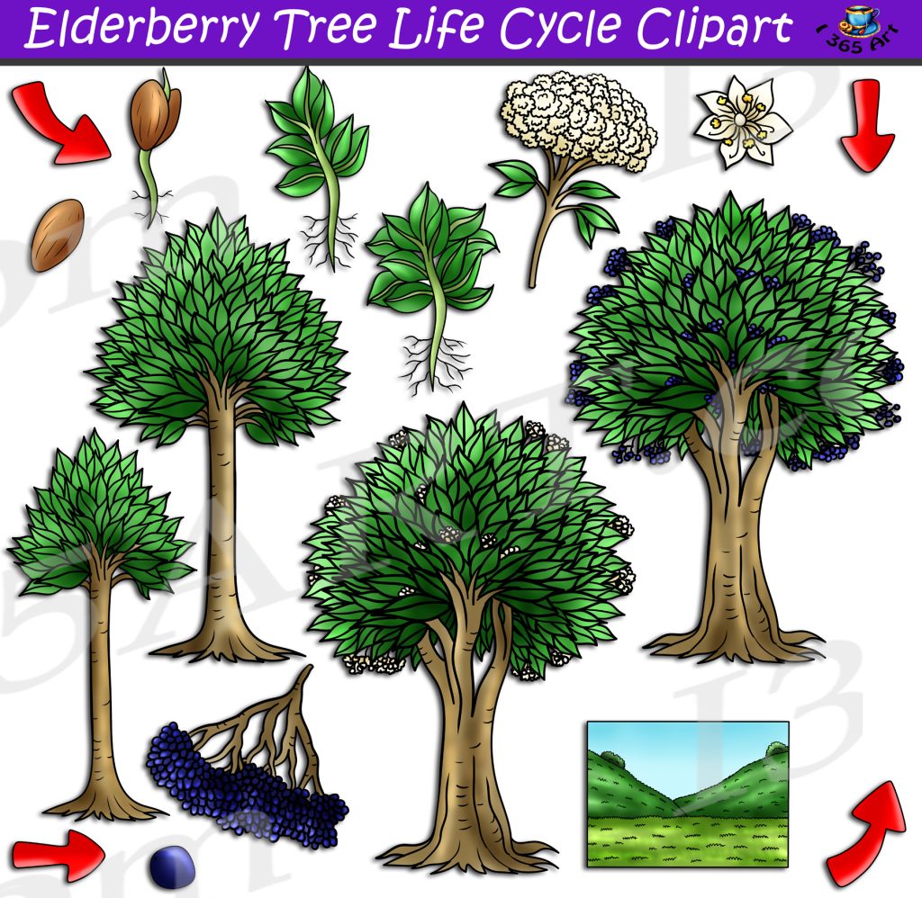 Elderberry Tree Life Cycle Clipart Set Download - Clipart 4 School