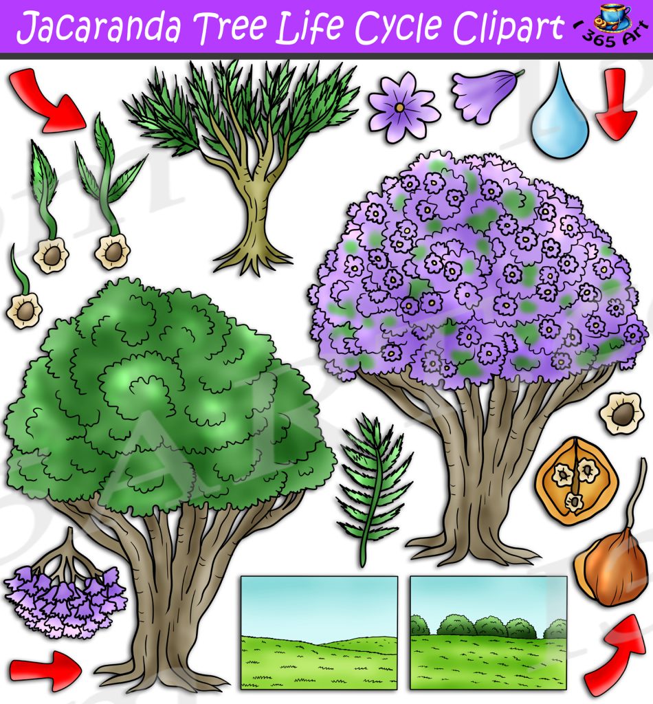 Jacaranda Tree Life Cycle Clipart Set Download - Clipart 4 School