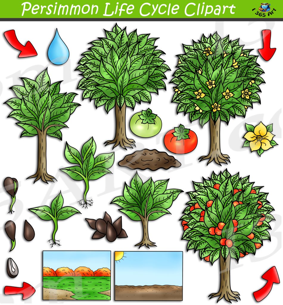 Persimmon Tree Life Cycle Clipart Set Download - Clipart 4 School