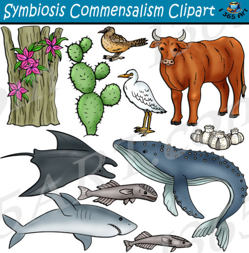 Symbiosis Commensalism Clipart Set Download - Clipart 4 School