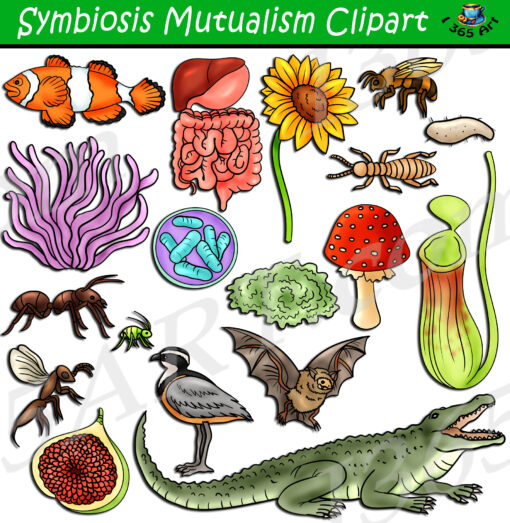 Symbiosis Mutualism Clipart Set Download - Clipart 4 School