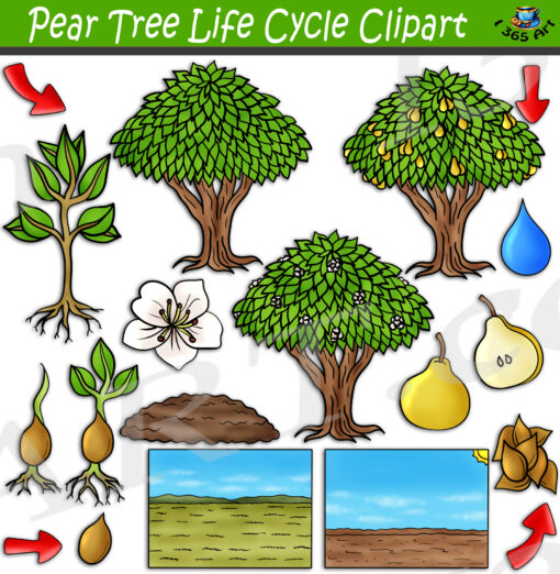 Pear Tree Life Cycle Clipart Set Download - Clipart 4 School