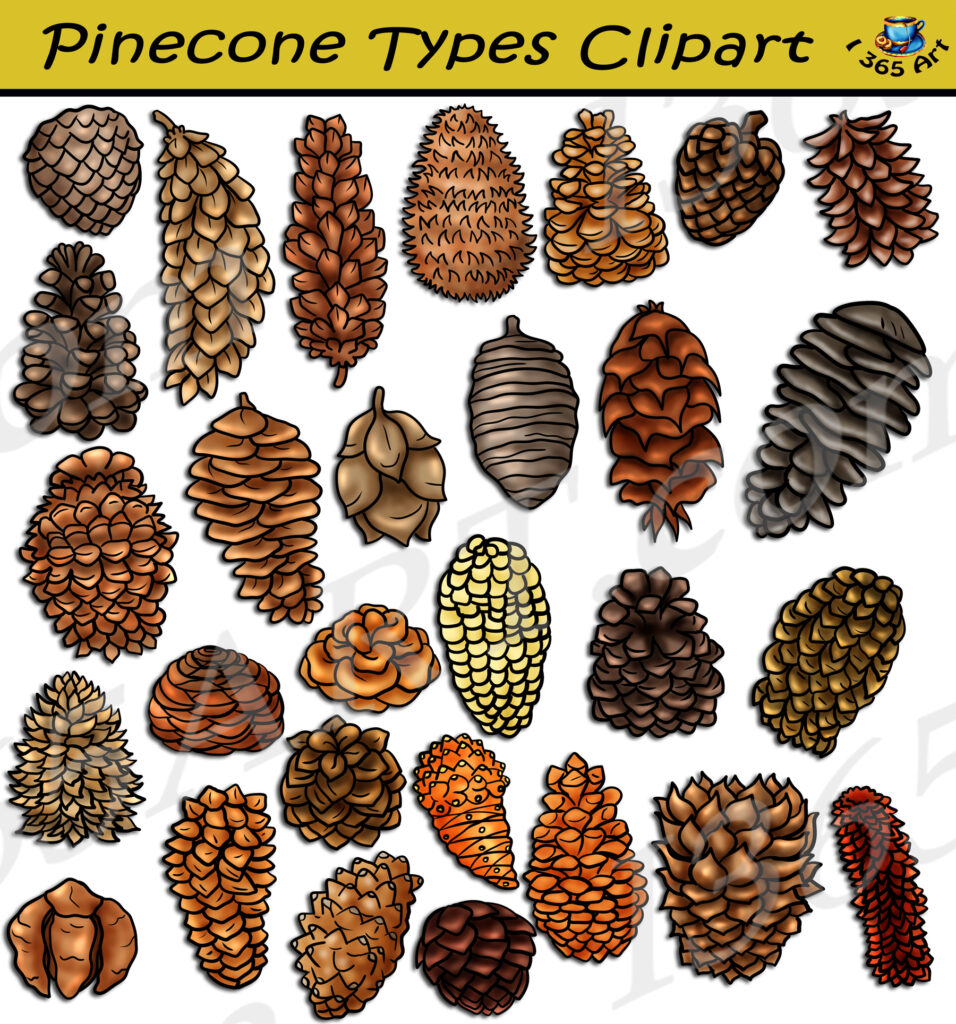 Pinecone Types Clipart Download - Clipart 4 School