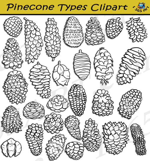 Pinecone Types Clipart Download - Clipart 4 School
