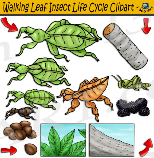 Walking Leaf Insect Life Cycle Clipart Set Download - Clipart 4 School