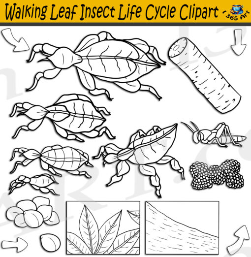 Walking Leaf Insect Life Cycle Clipart Set Download - Clipart 4 School